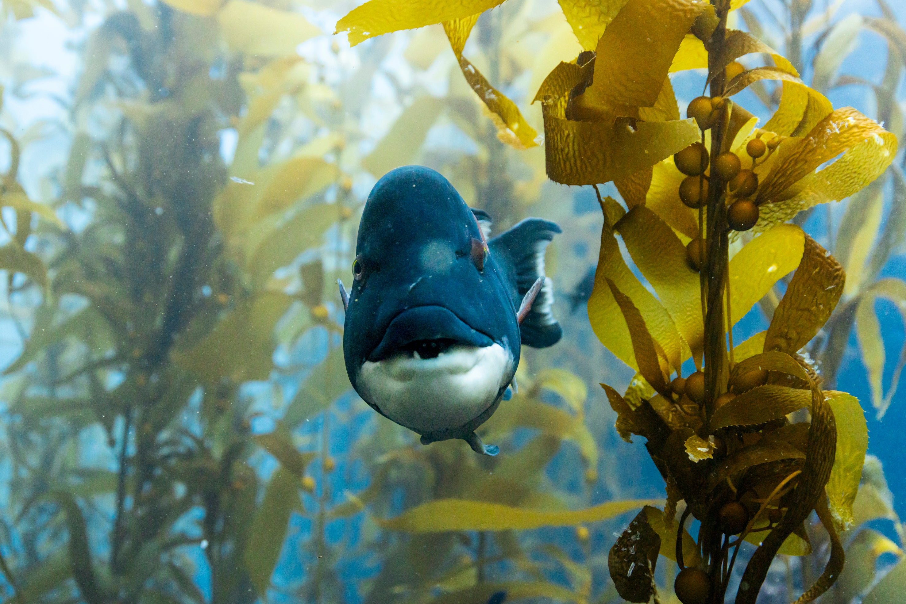 10 stunning stills from Ocean with David Attenborough - 10 Percent for ...