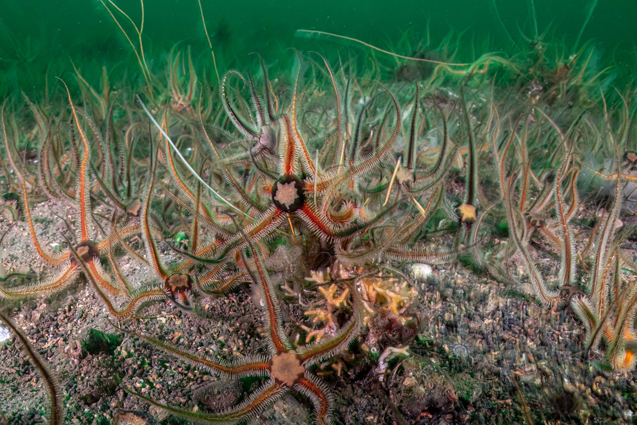 David Attenborough: Ocean - 10 Percent for the Ocean